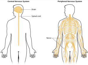 Localization of the lesion within peripheral nervous system – neuromyology