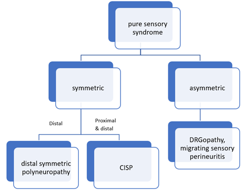 Localization of the lesion within peripheral nervous system – neuromyology