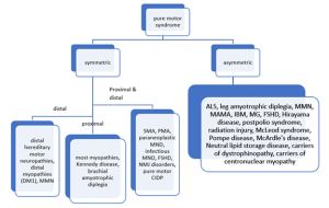 Localization of the lesion within peripheral nervous system – neuromyology