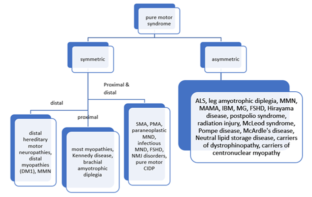 Localization of the lesion within peripheral nervous system – neuromyology