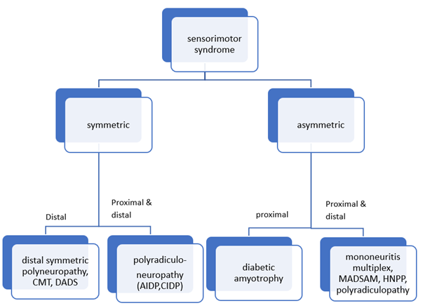 Localization of the lesion within peripheral nervous system – neuromyology